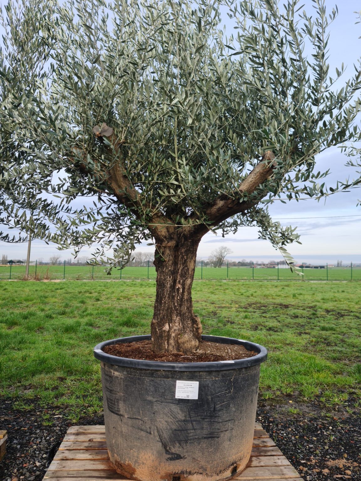 Olijfboom Olea Europaea - Zuidplant